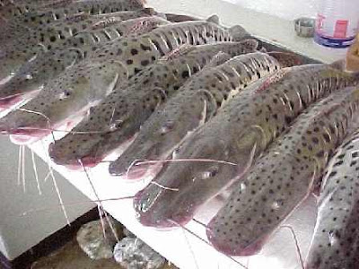 Cultura Guaraní: SURUBÍ FRITO